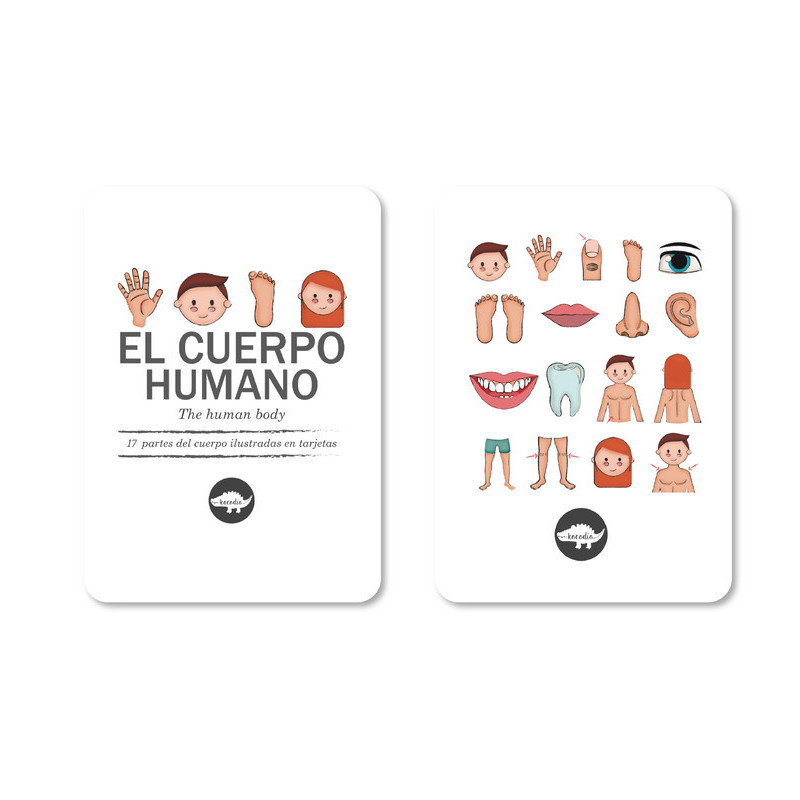 Flash Cards Partes del cuerpo